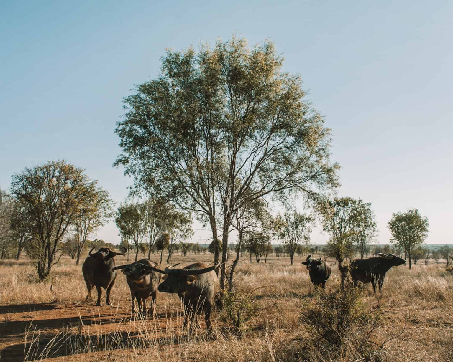 6 Best Things to Do in Charters Towers - One World Wanderer